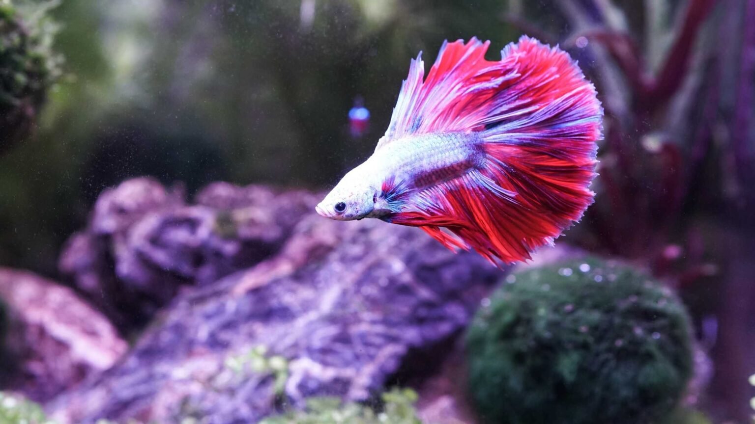 Beginner-friendly Freshwater Fish for Newbies - AQUAPET